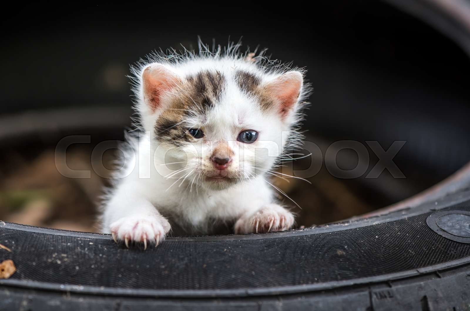 Cute Little Baby Kittens