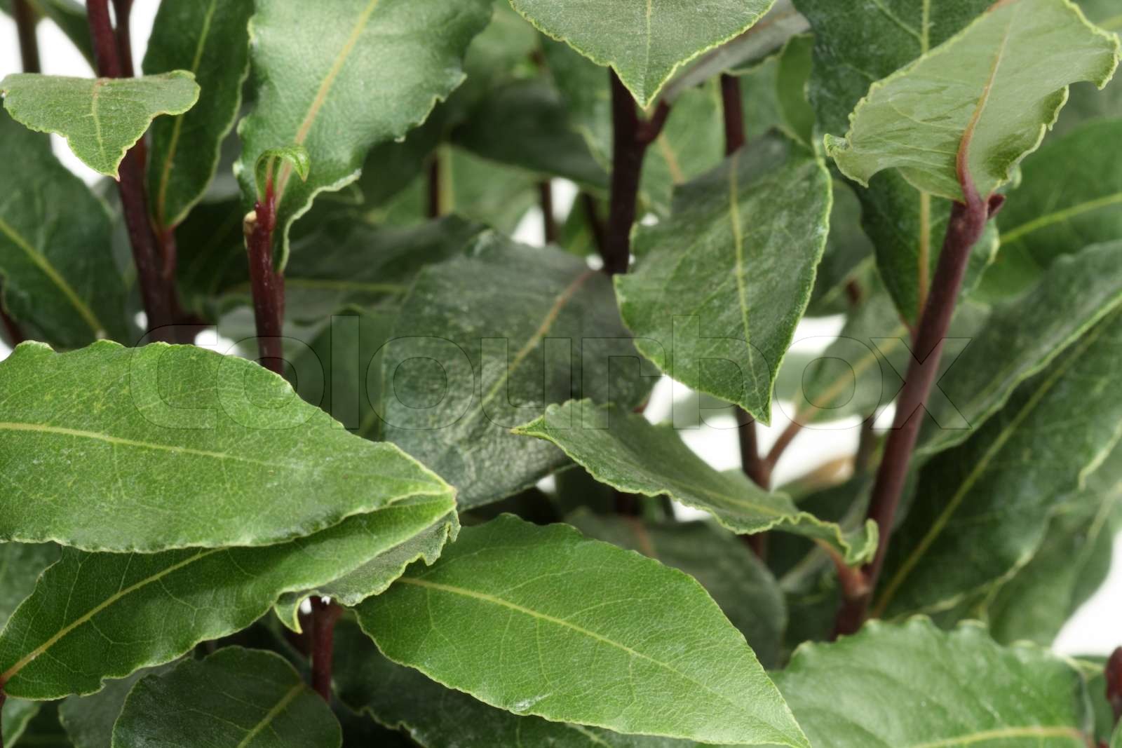 Nærbillede af grønne laurbærblade på en laurbærkrans busk | Stock foto ...