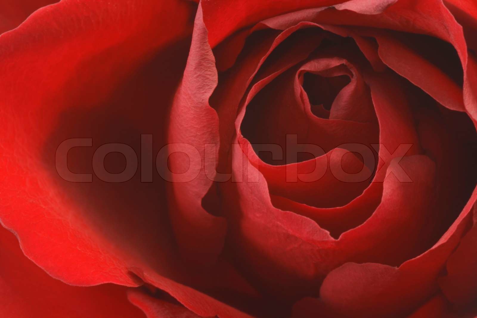 Close up of a red rose | Stock image | Colourbox