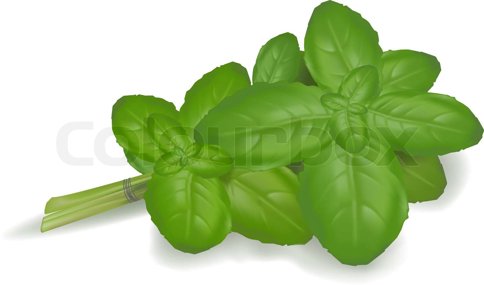 Basil leaves. Vector. | Stock vector | Colourbox