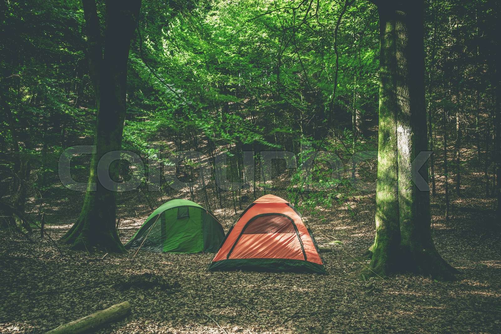 Camping tents in a forest | Stock image | Colourbox