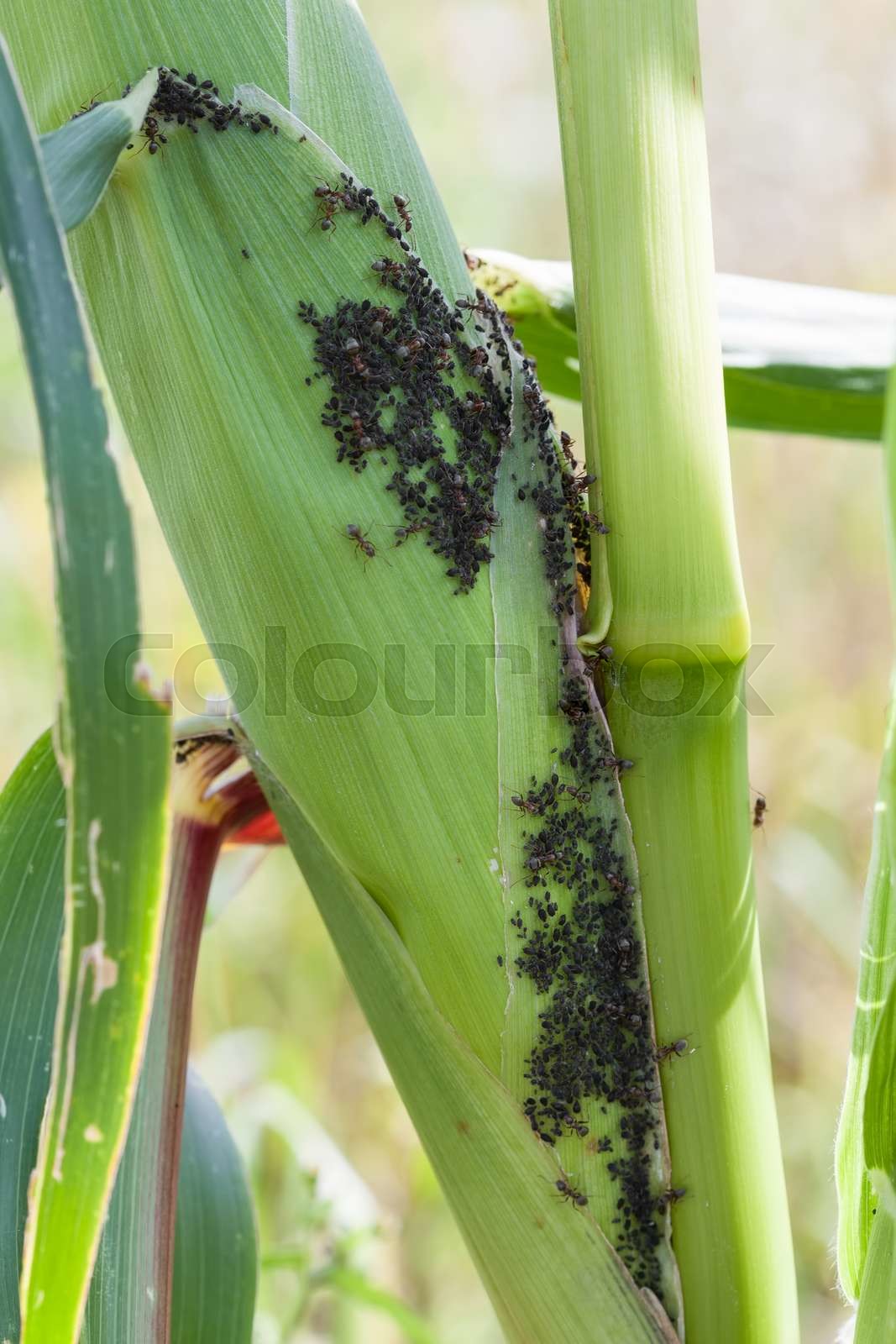 Aphids feed on sap corn | Stock image | Colourbox