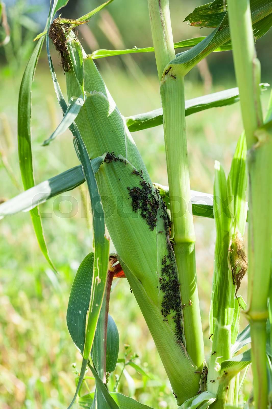Aphids feed on sap corn | Stock image | Colourbox