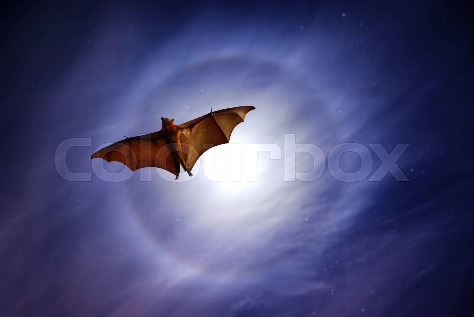 Flying fox at dusk | Stock image | Colourbox