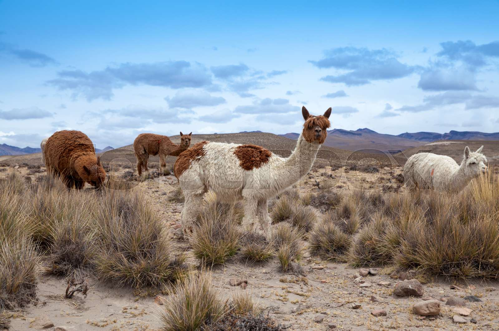 lamas in Andes,Mountains, Peru | Stock image | Colourbox
