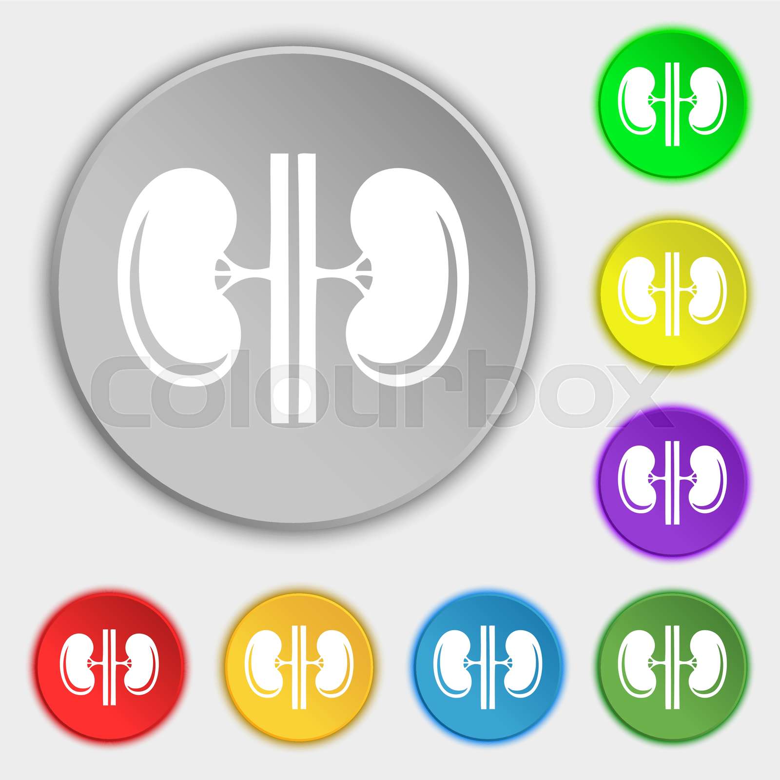 Kidneys icon sign. Symbol on eight flat buttons. Vector | Stock vector ...