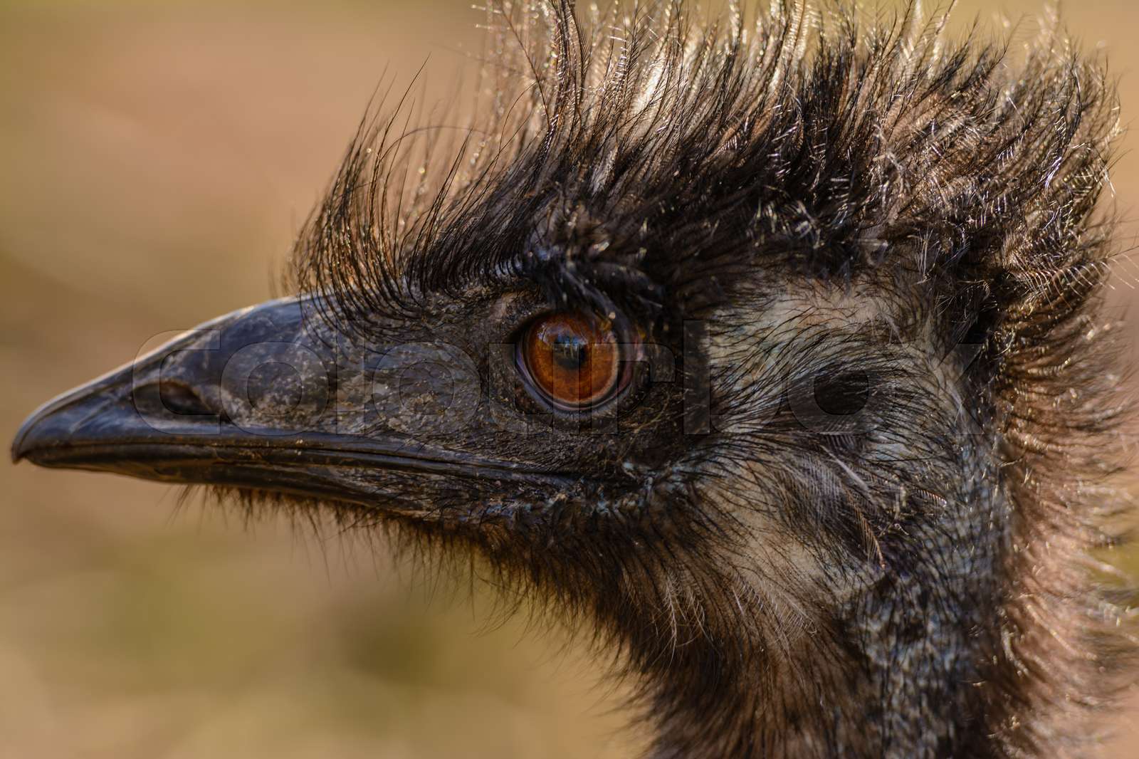 En emu er en stor fugl med et stålsat blik | Stock foto | Colourbox
