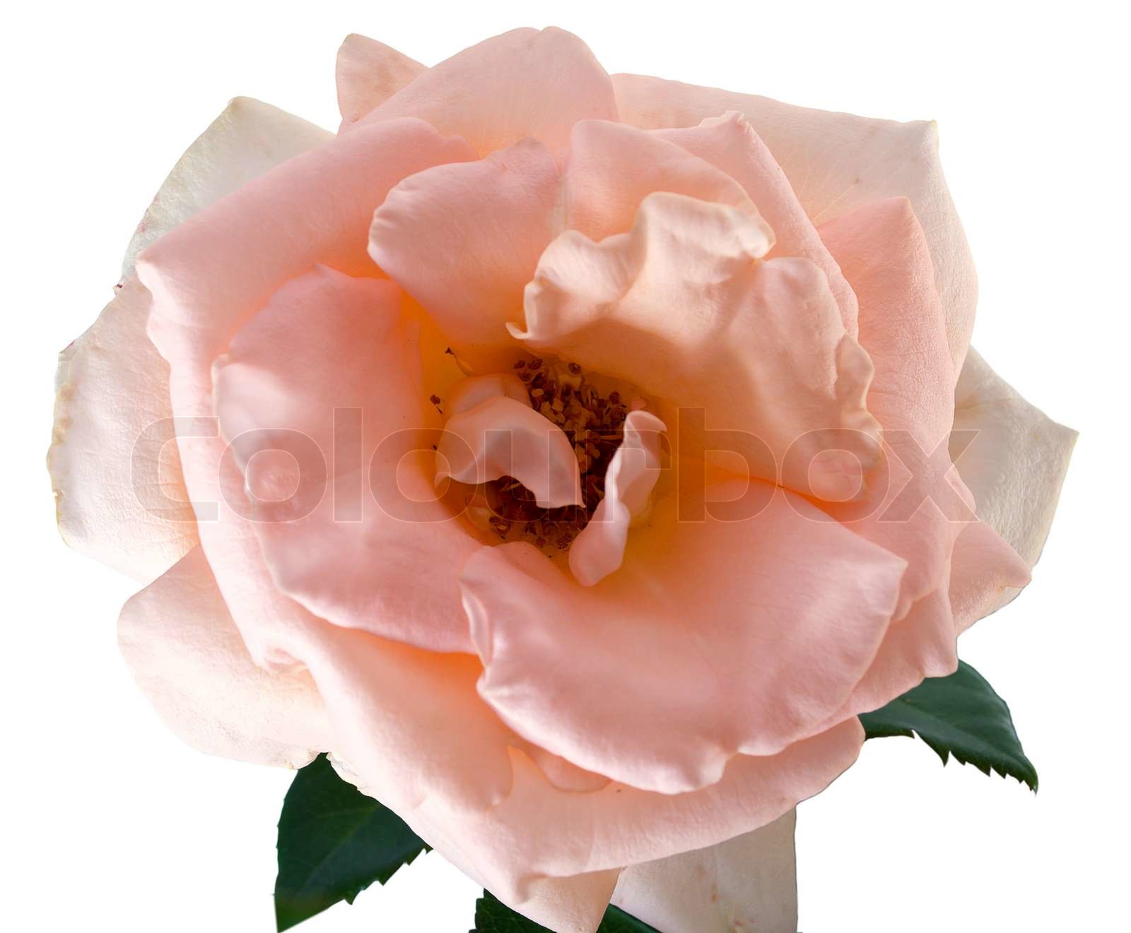 rosa Rose auf weißem Hintergrund | Stock Bild | Colourbox