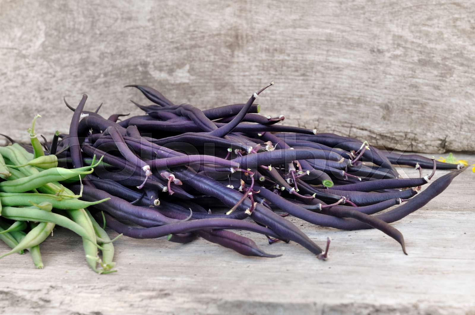 fresh violet beans | Stock image | Colourbox