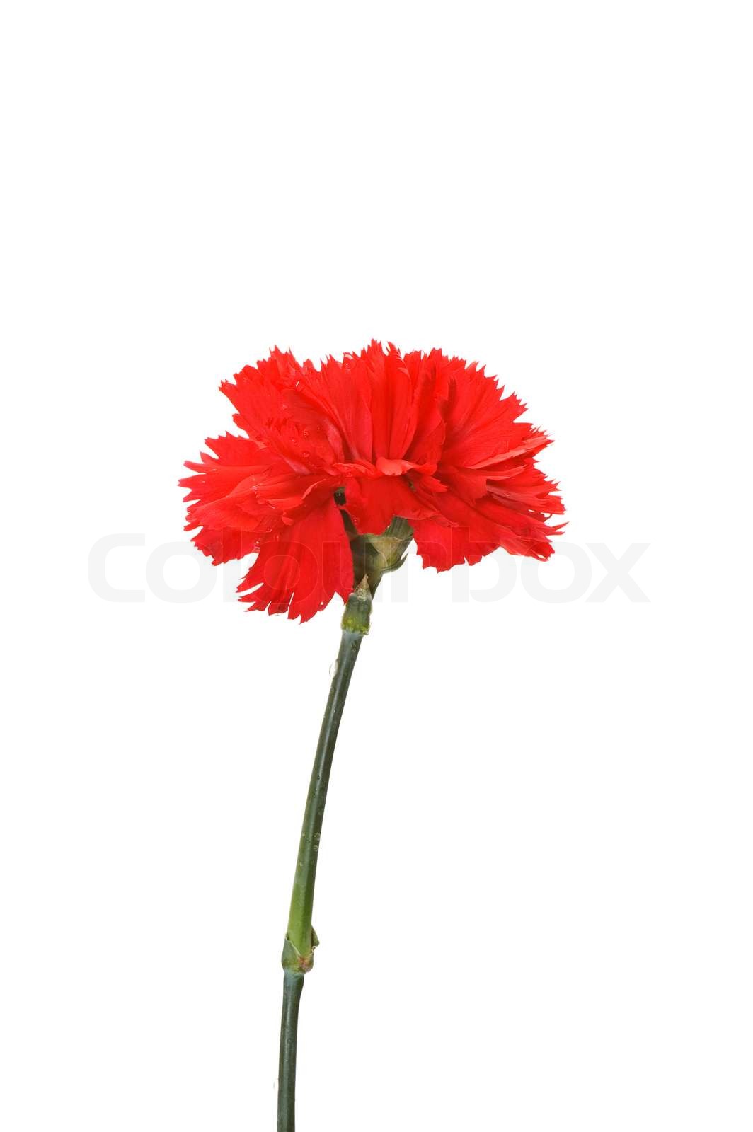 Rote Nelke auf dem weißen Hintergrund isoliert | Stock Bild | Colourbox