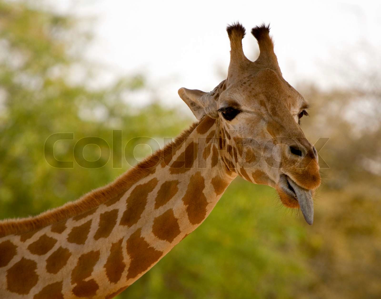 giraffe head | Stock image | Colourbox