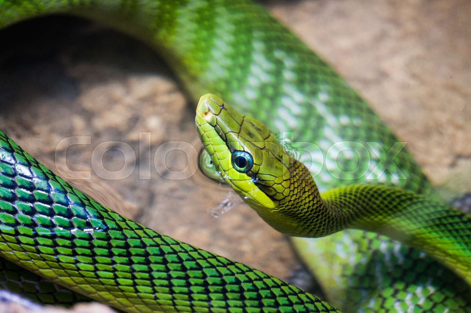 Red tailed Green Rat snake | Stock image | Colourbox
