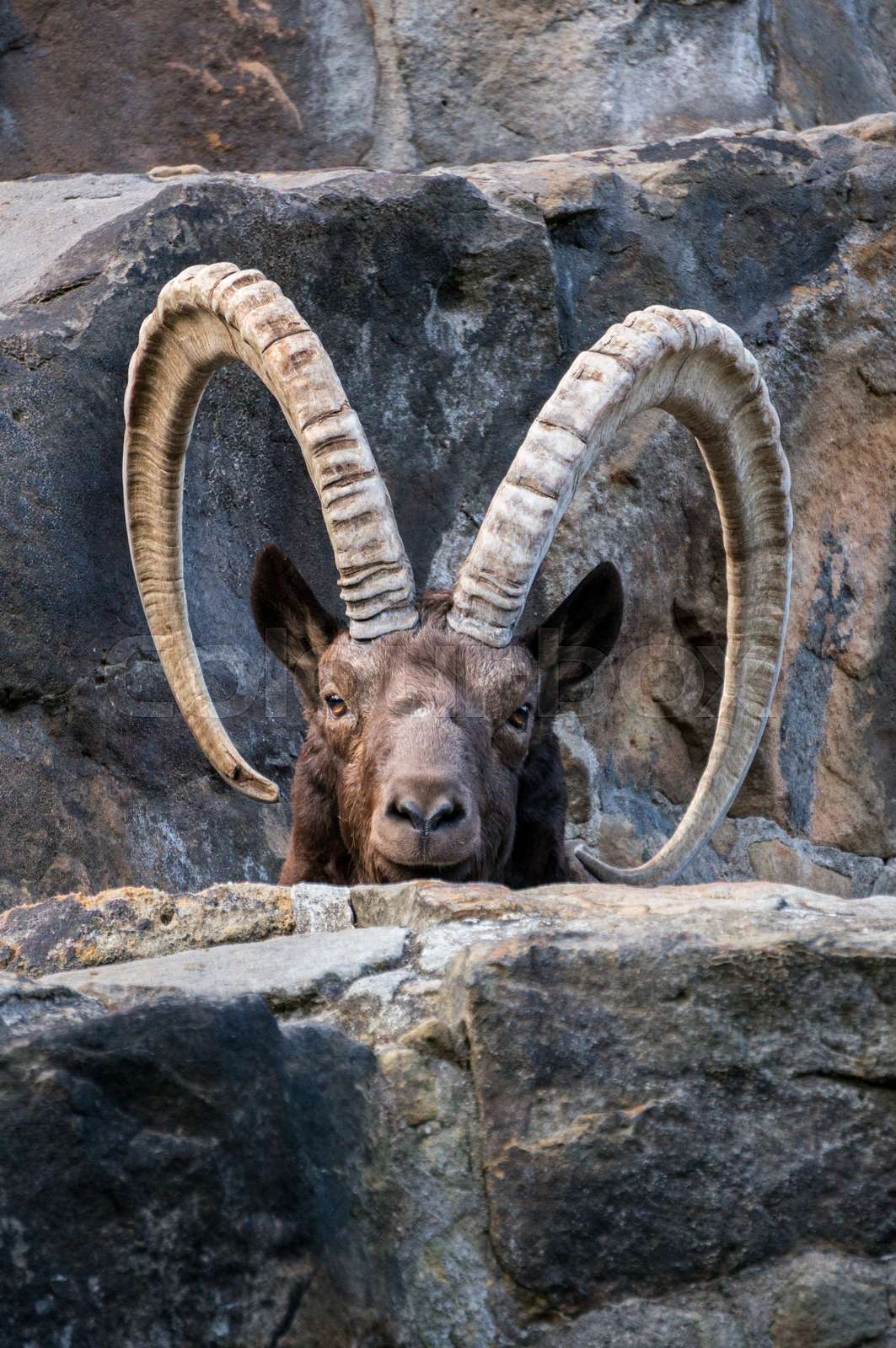 One great Siberian ibex | Stock image | Colourbox