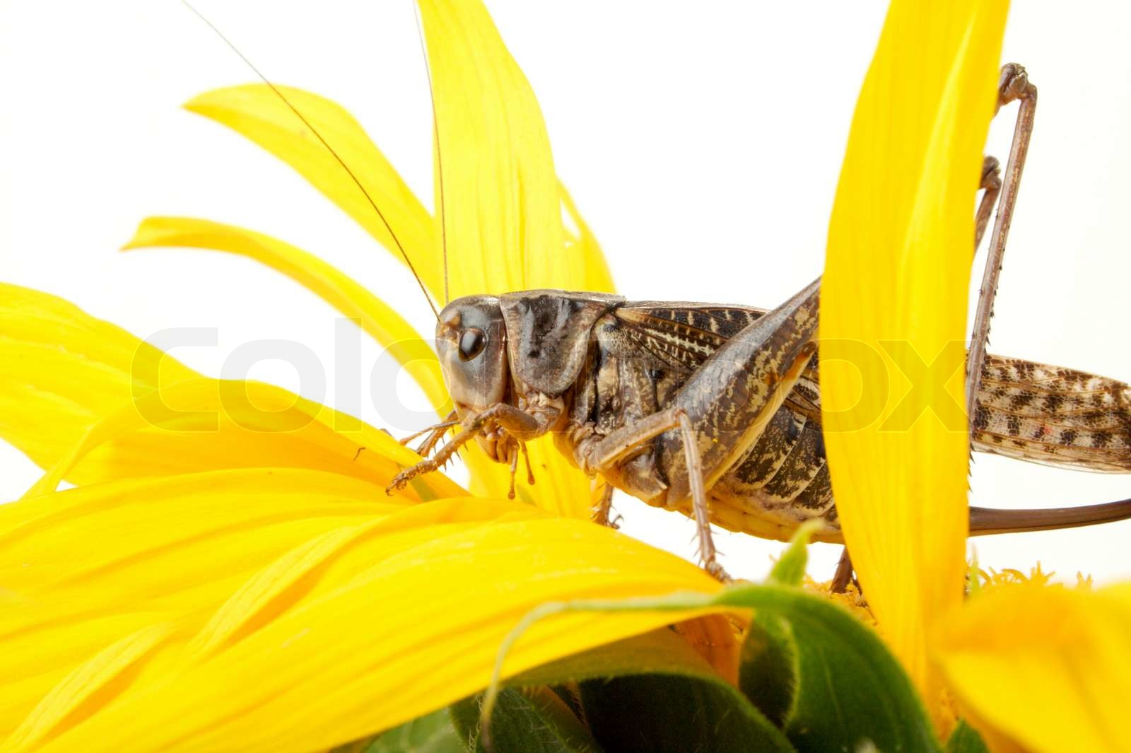 Photographing of a large locust in studio conditions | Stock image ...