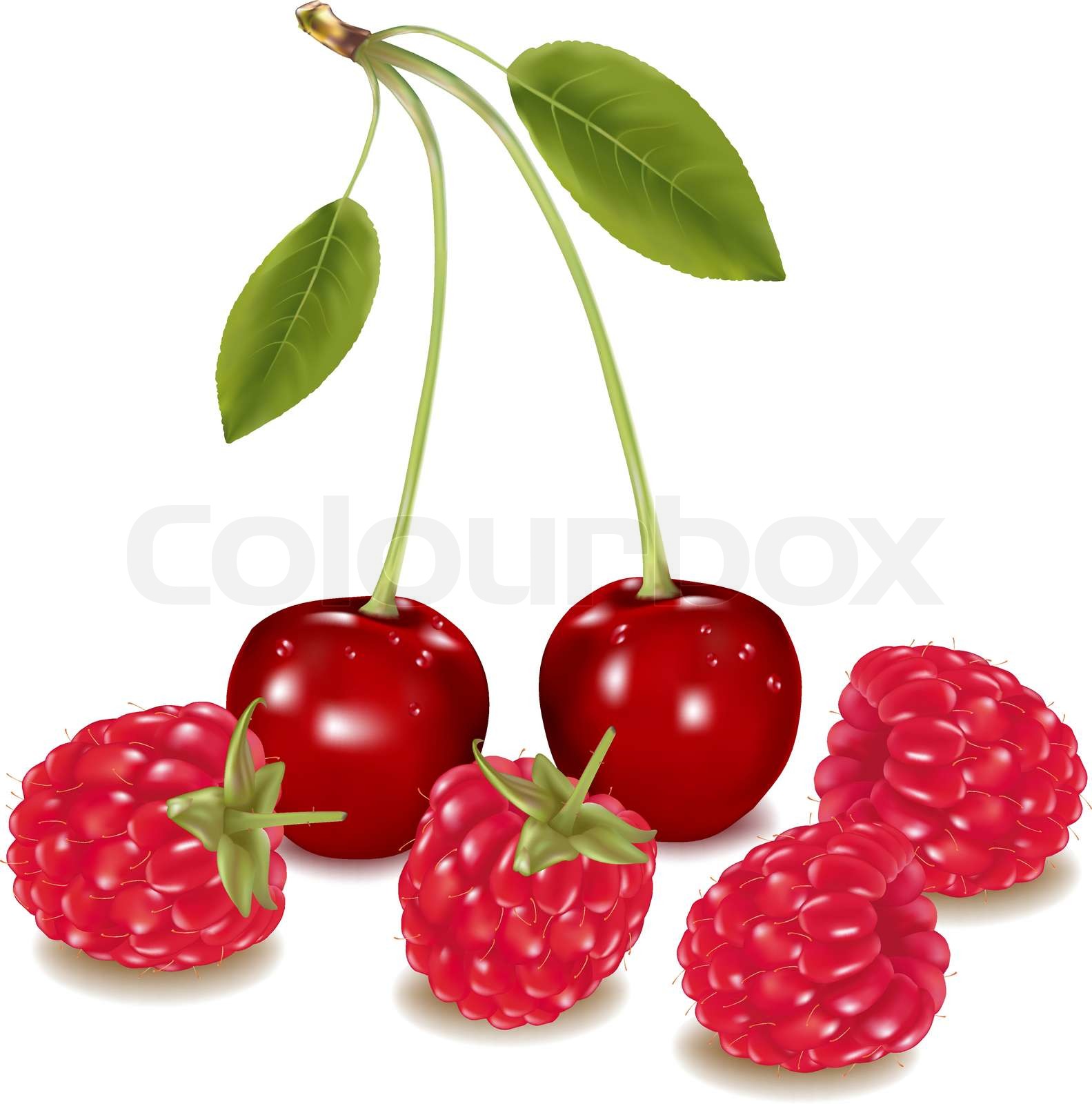 Photo-realistic vector illustration. Group of berries. | Stock vector ...