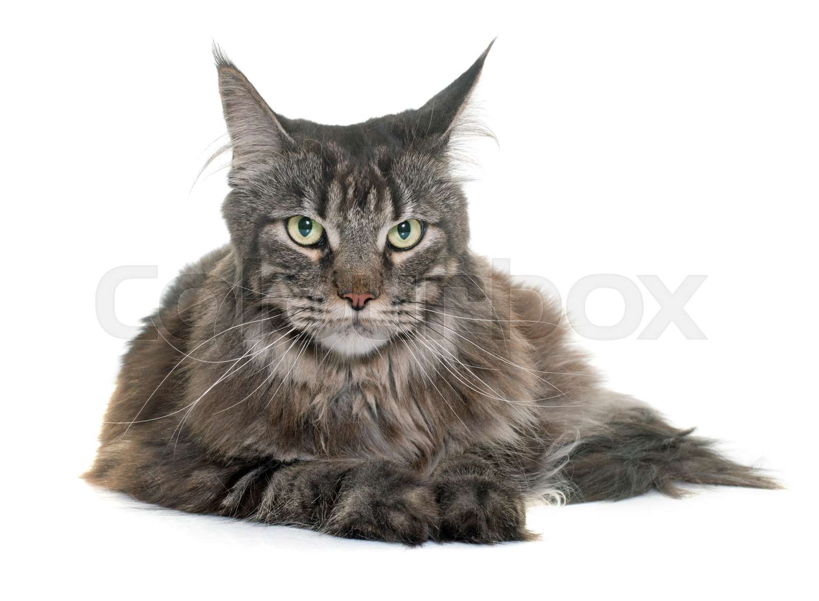 tabby maine coon | Stock image | Colourbox