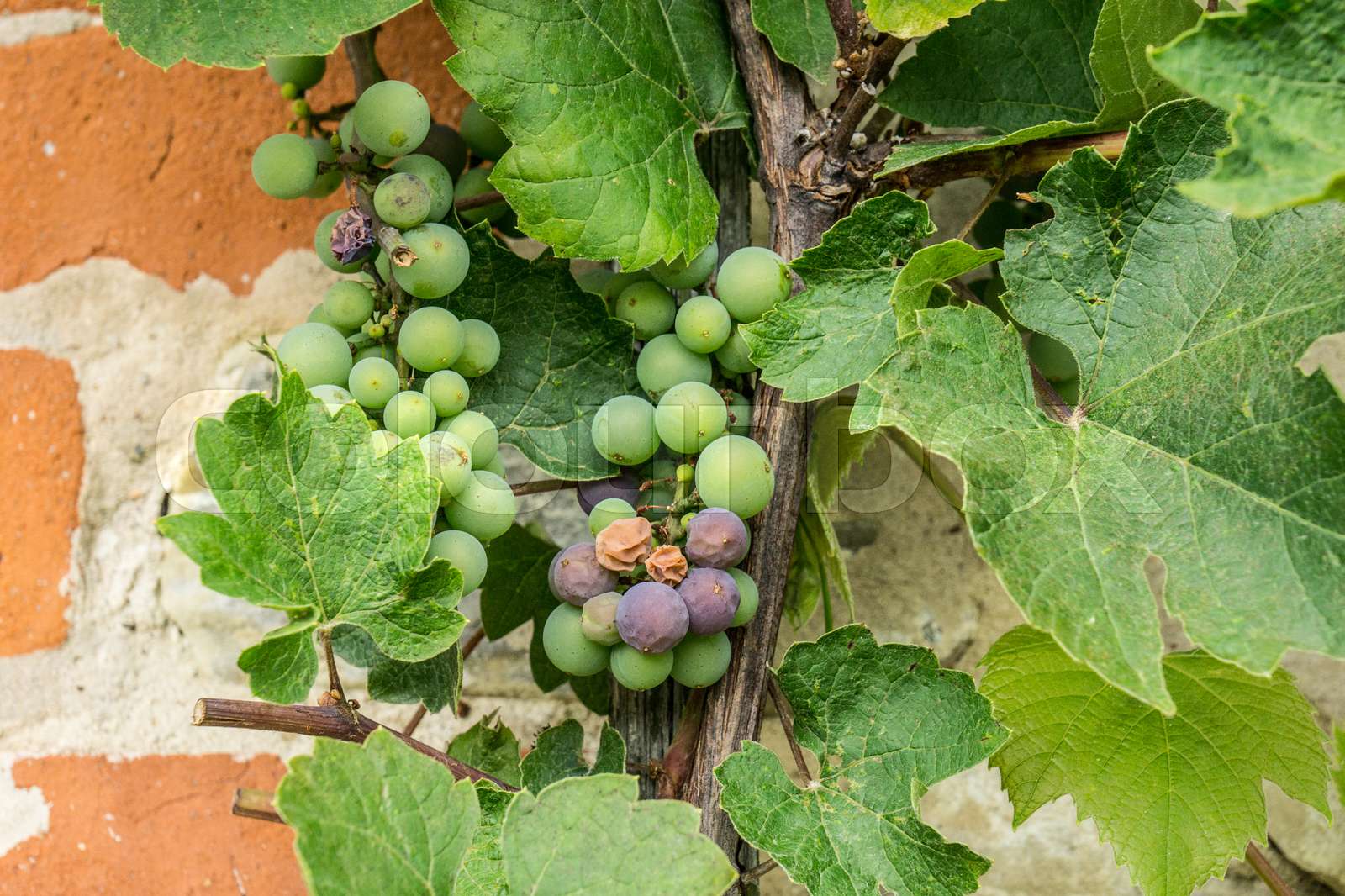 Grapes growing against the wall | Stock image | Colourbox