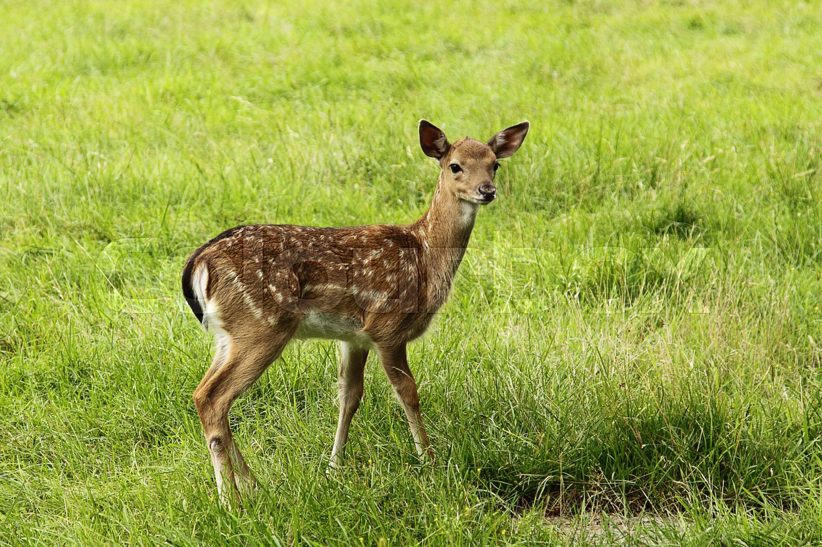 Small doe in zoo | Stock image | Colourbox