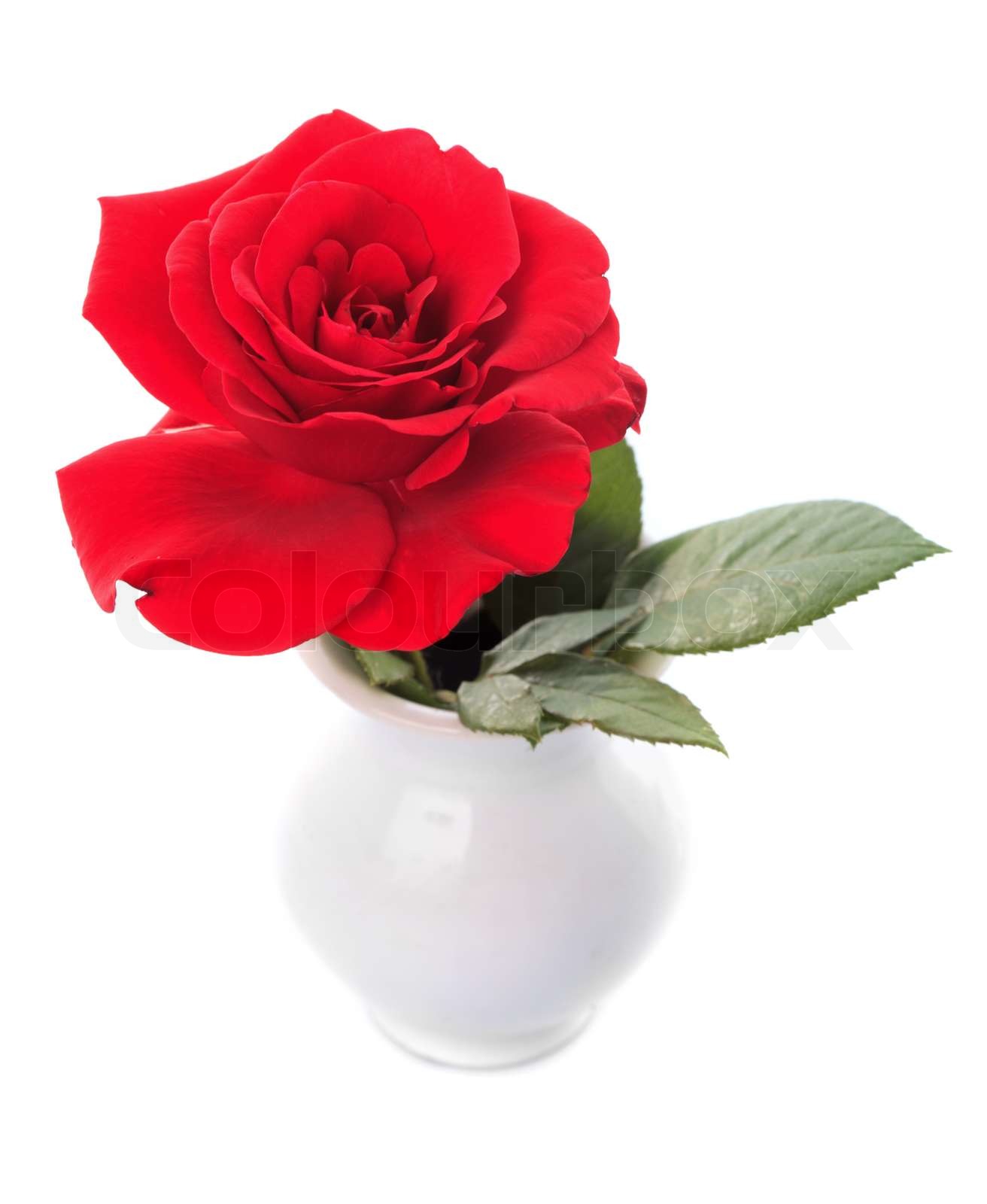 One Red Roses Pictures