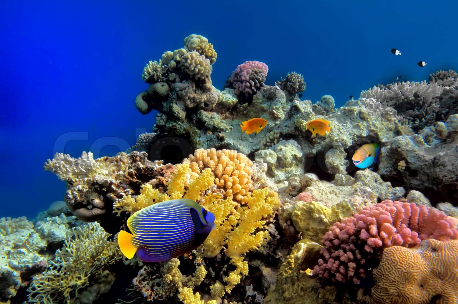 Imperator-Kaiserfisch (Pomacanthus Imperator). | Stock Bild | Colourbox