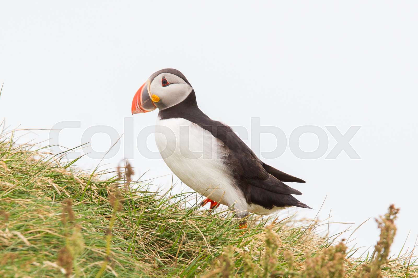 Colorful Puffin isolated in natural environment | Stock image | Colourbox