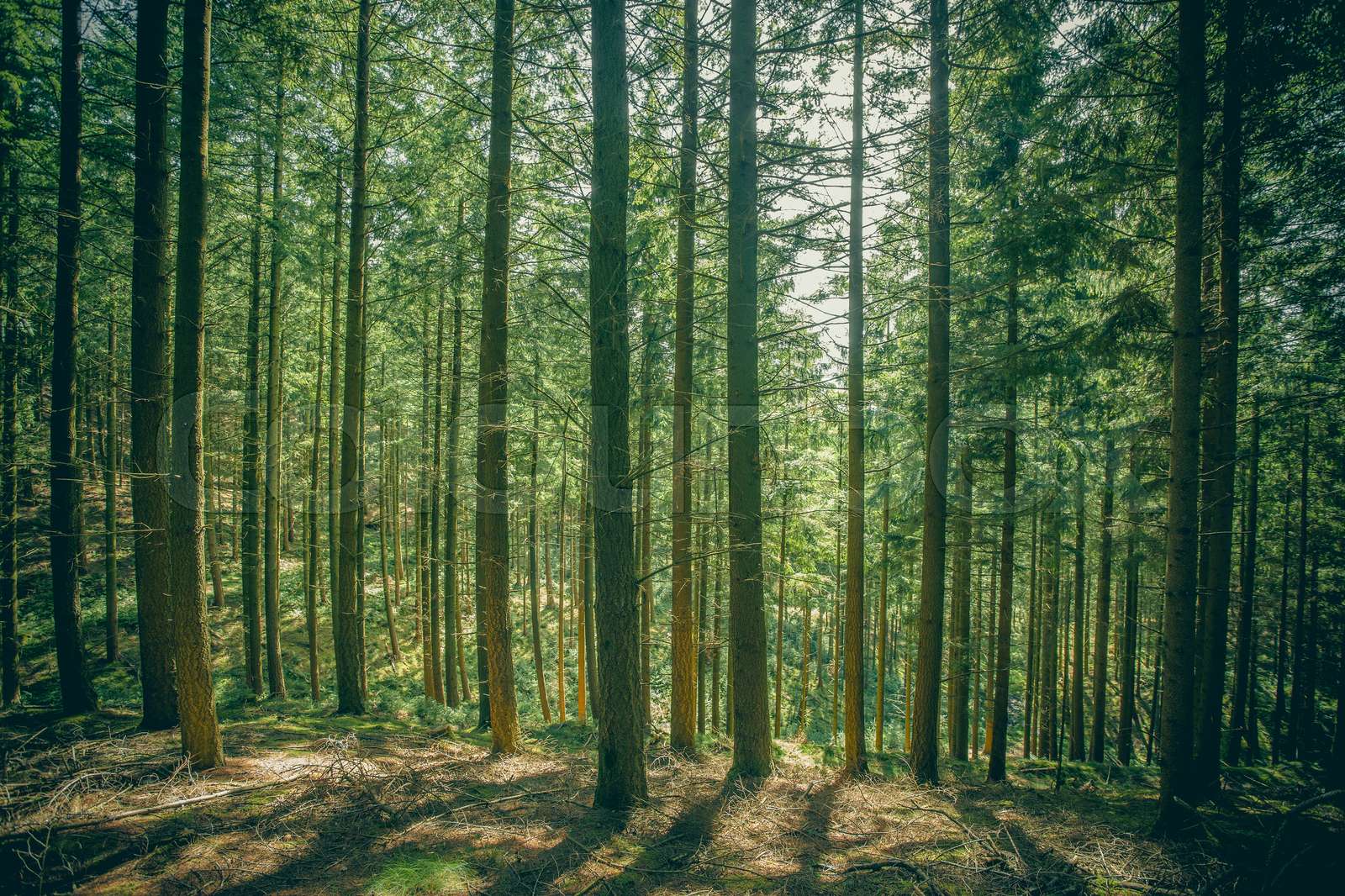 Pine trees in a forest clearing | Stock image | Colourbox