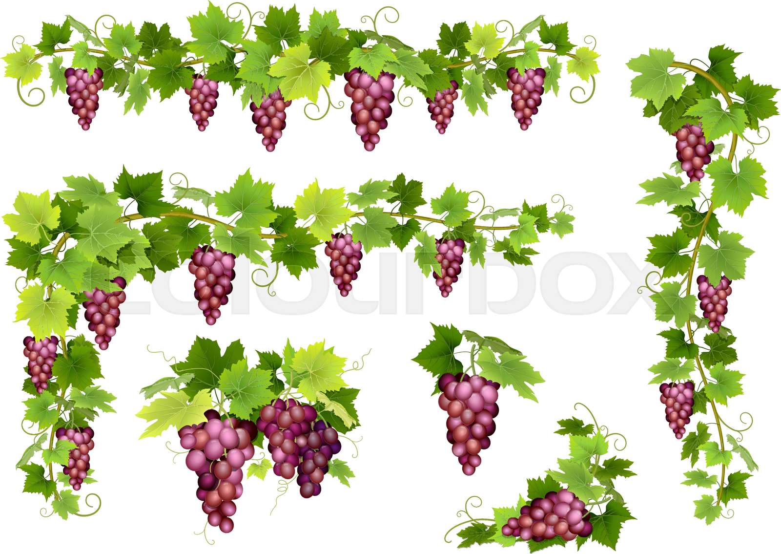 Red Grape Vine Border