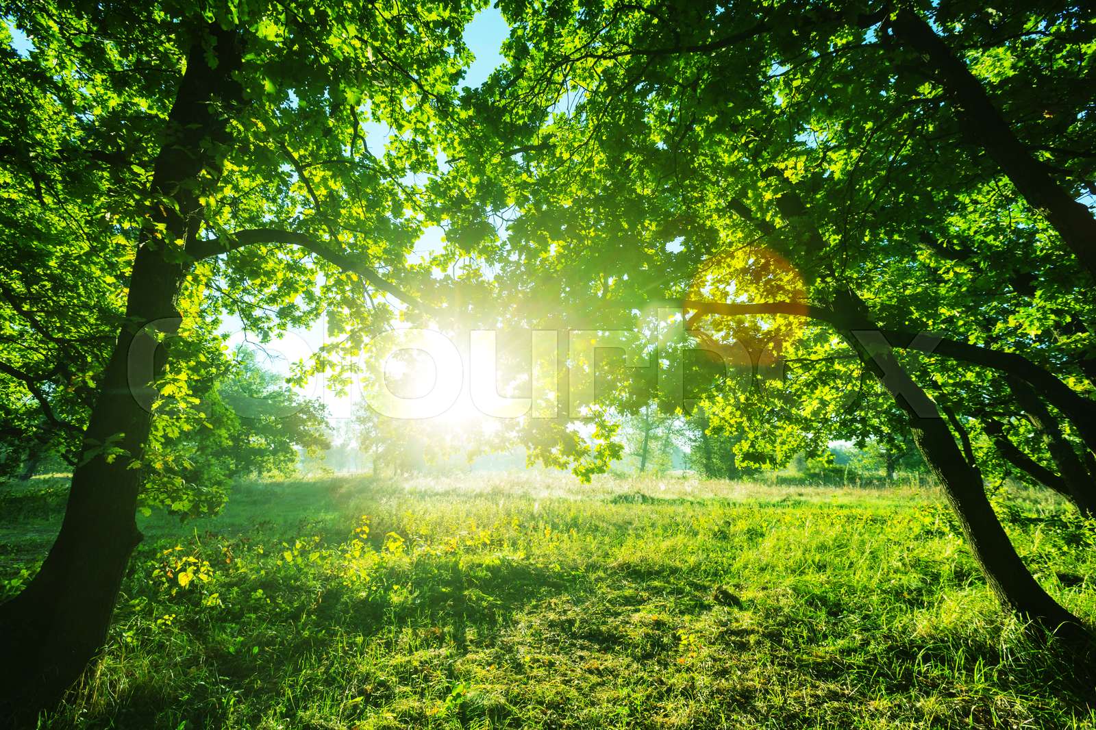 Sunny meadow | Stock image | Colourbox