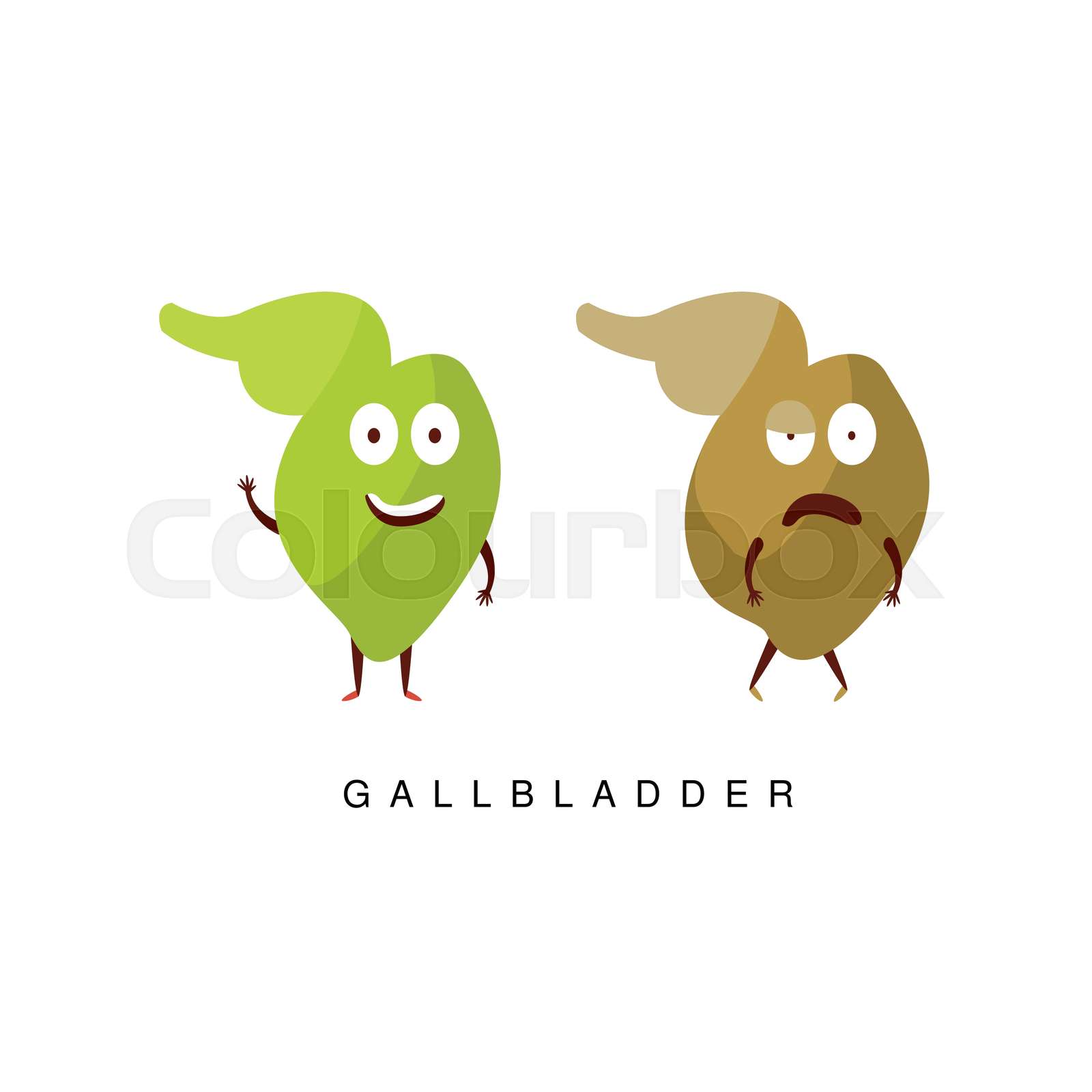 Gallbladder Animation