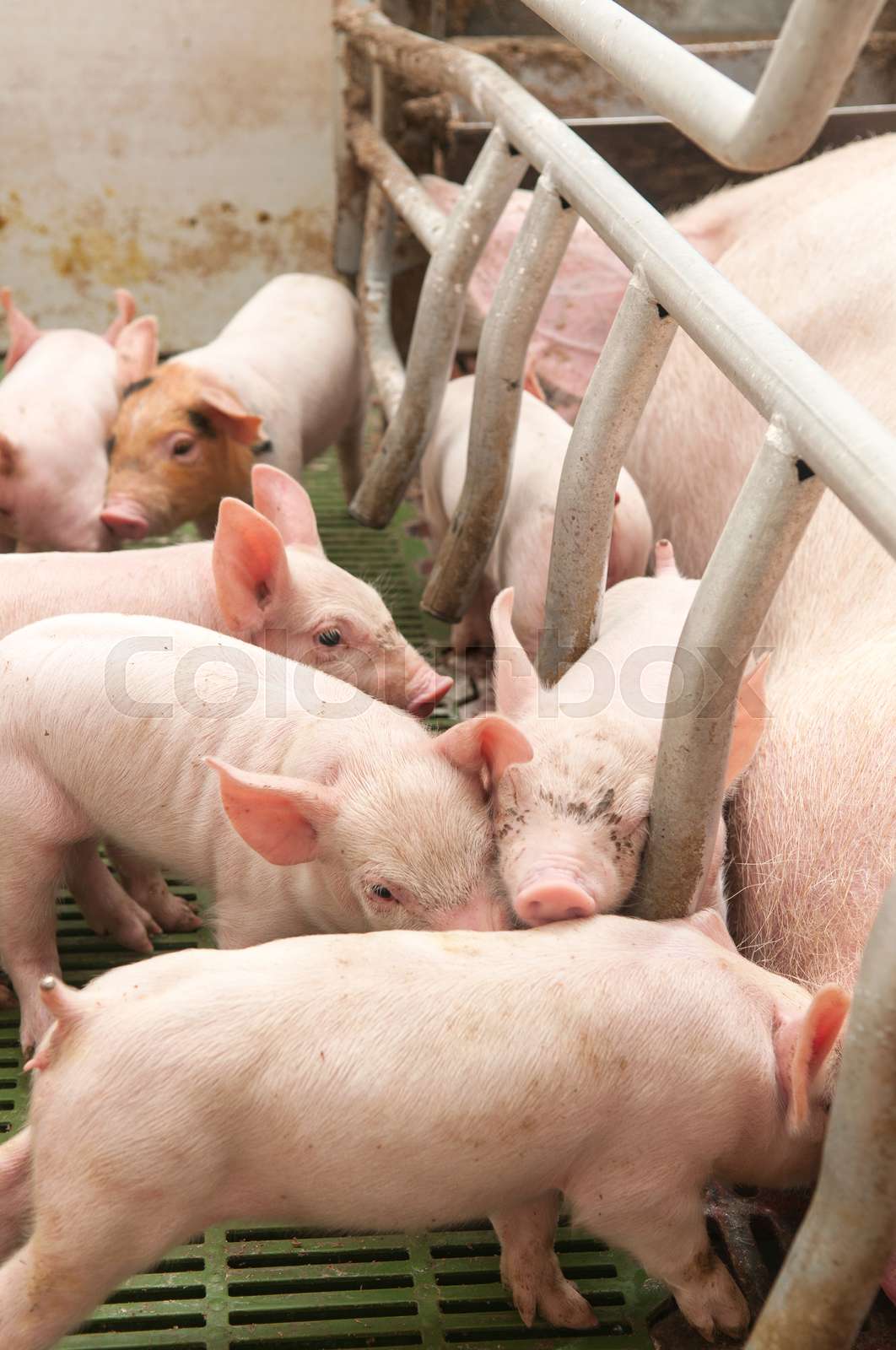 Baby pig in a pigsty | Stock image | Colourbox