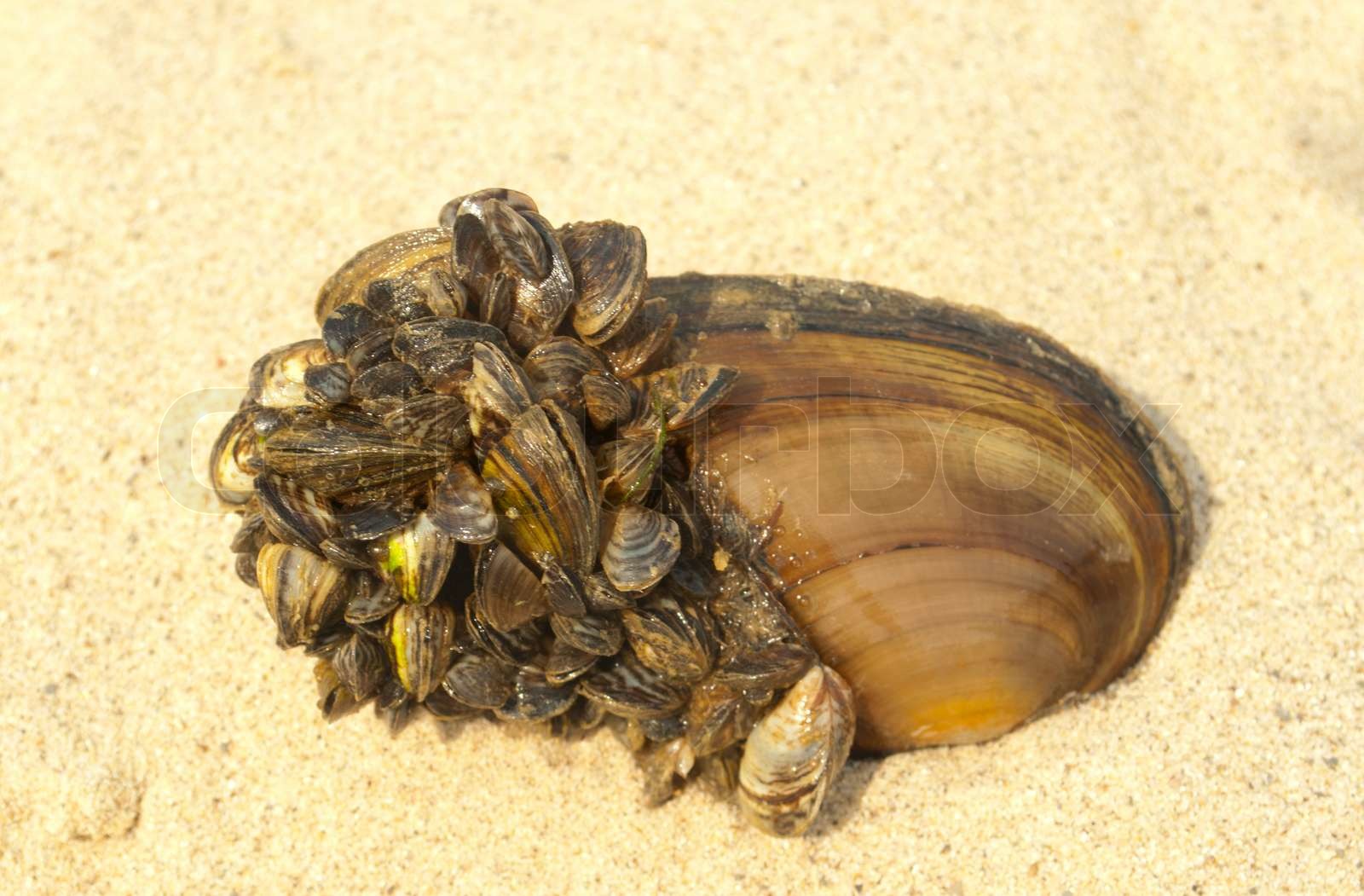 mussels in the sand | Stock image | Colourbox