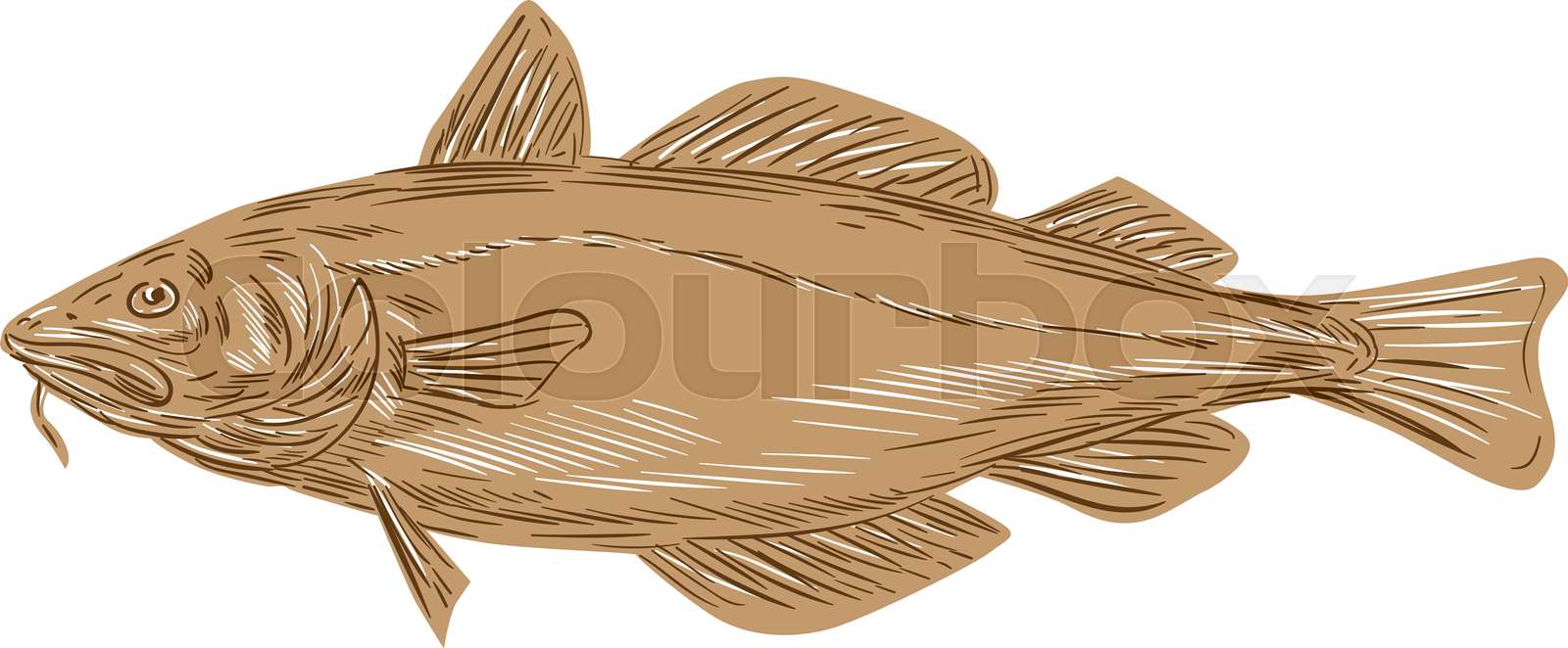 Atlantic Cod Codling Fish Drawing | Stock vector | Colourbox
