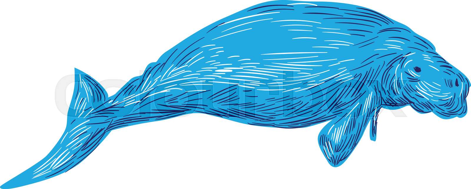Dugong Drawing | Stock vector | Colourbox