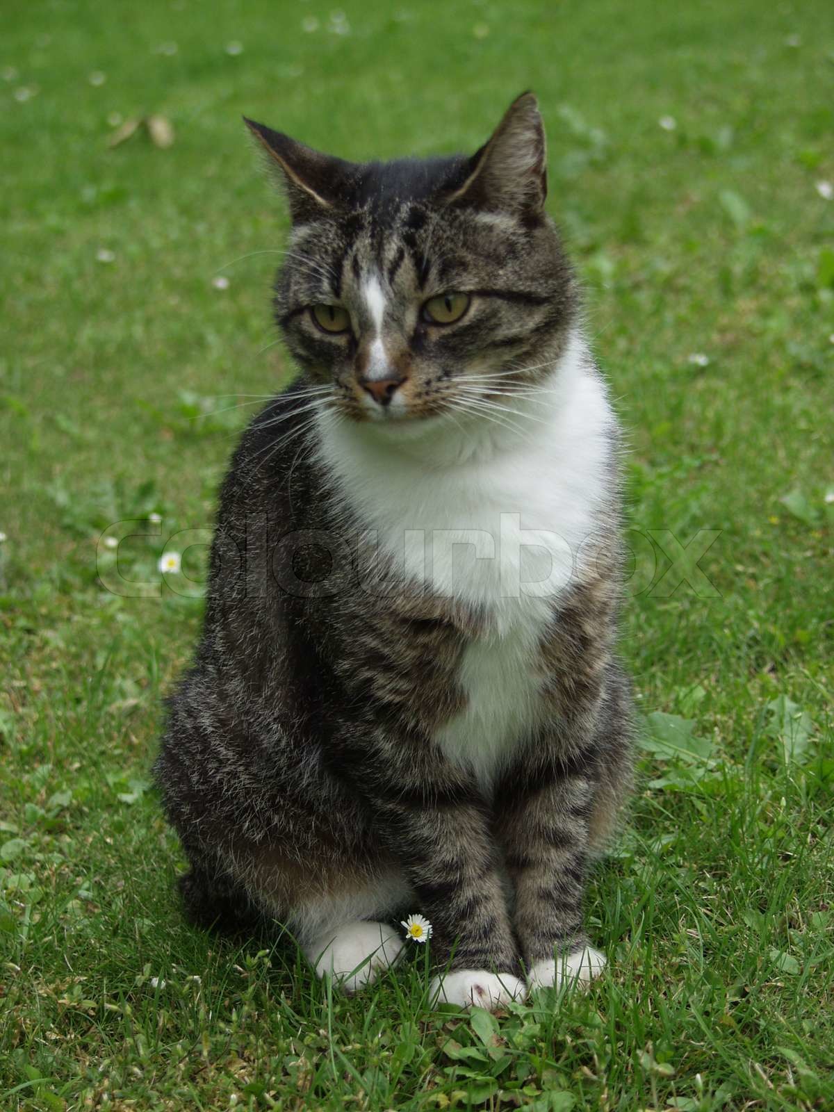 blik blød dag Danmark dansk eng familiekat fornøjelse fri frihed frodig ...