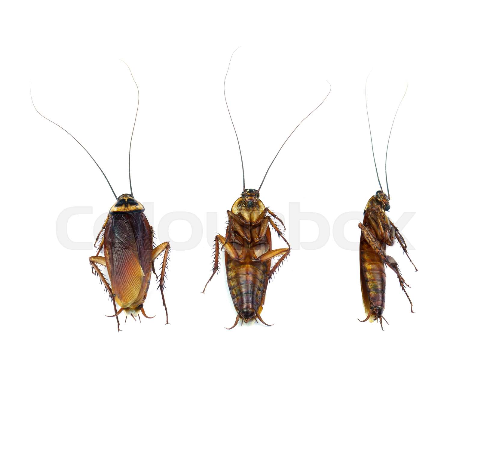 Roach On White Background | Stock image | Colourbox