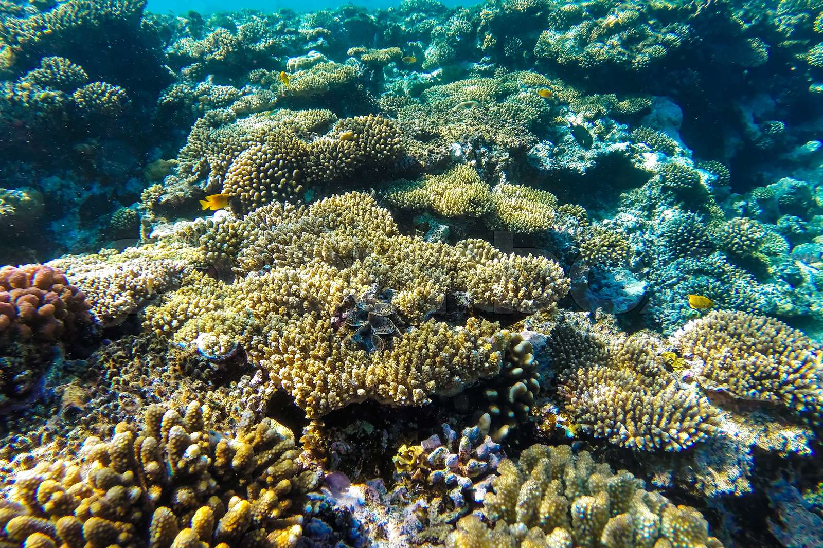 red sea underwater coral reef | Stock image | Colourbox