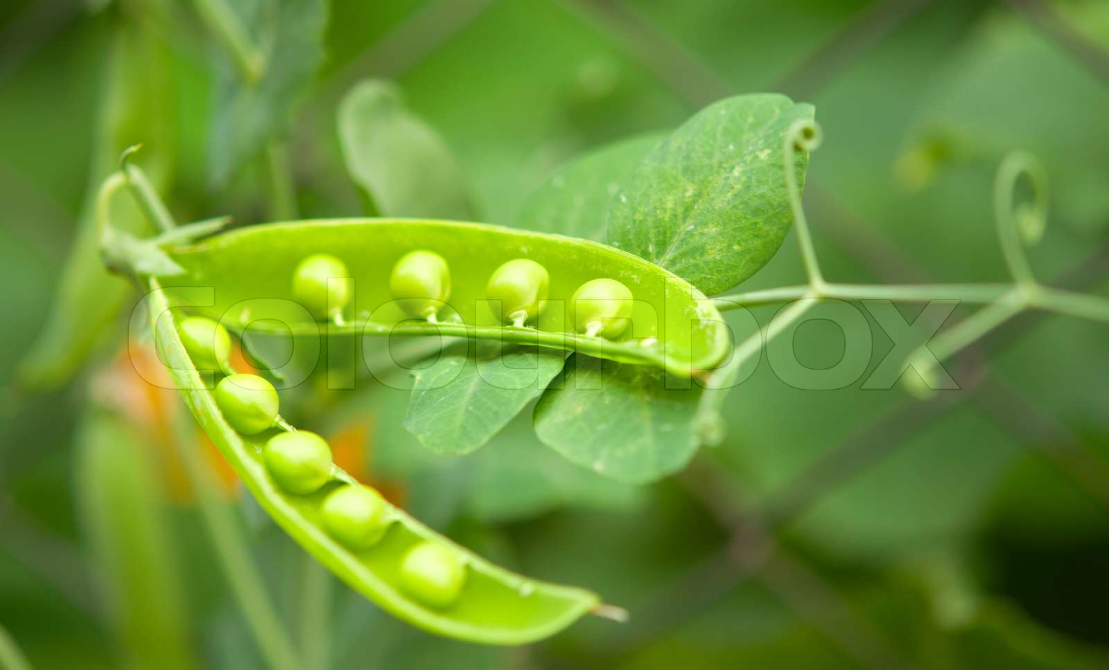 Erbsen wachsen auf dem Bauernhof | Stock Bild | Colourbox
