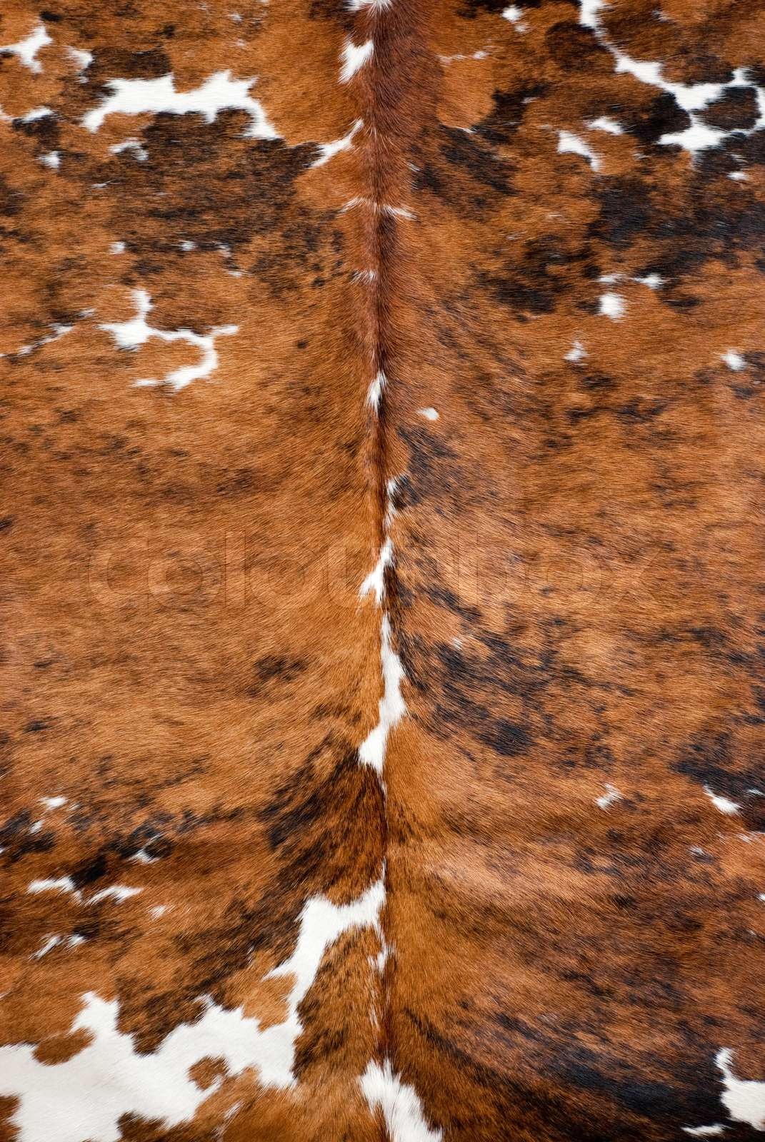 Cow skin texture . | Stock image | Colourbox