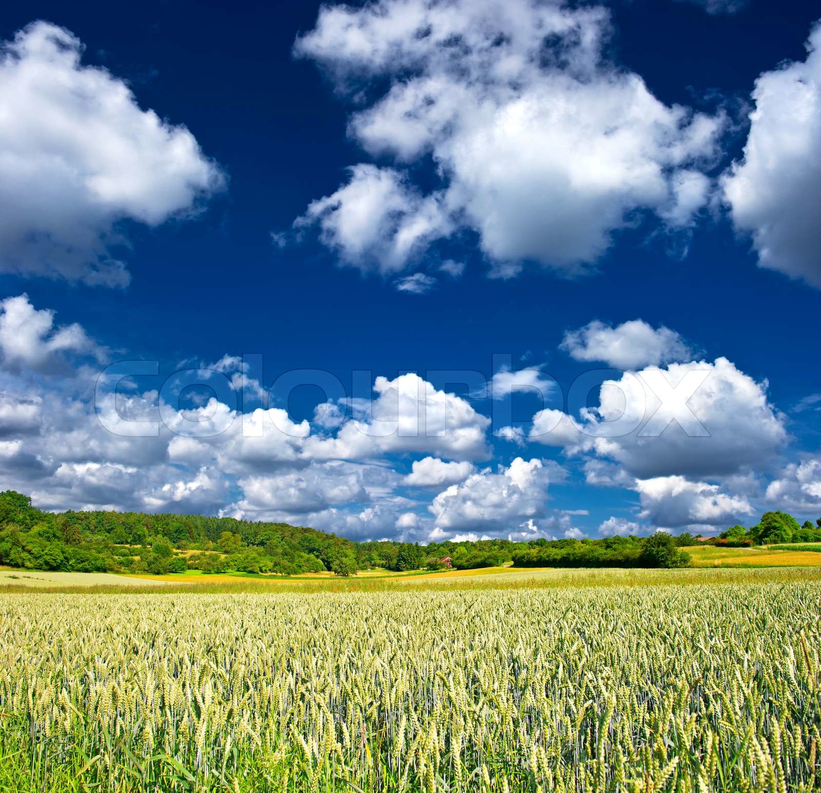 countryside. landscape with wheat field and cloudy sky | Stock image ...