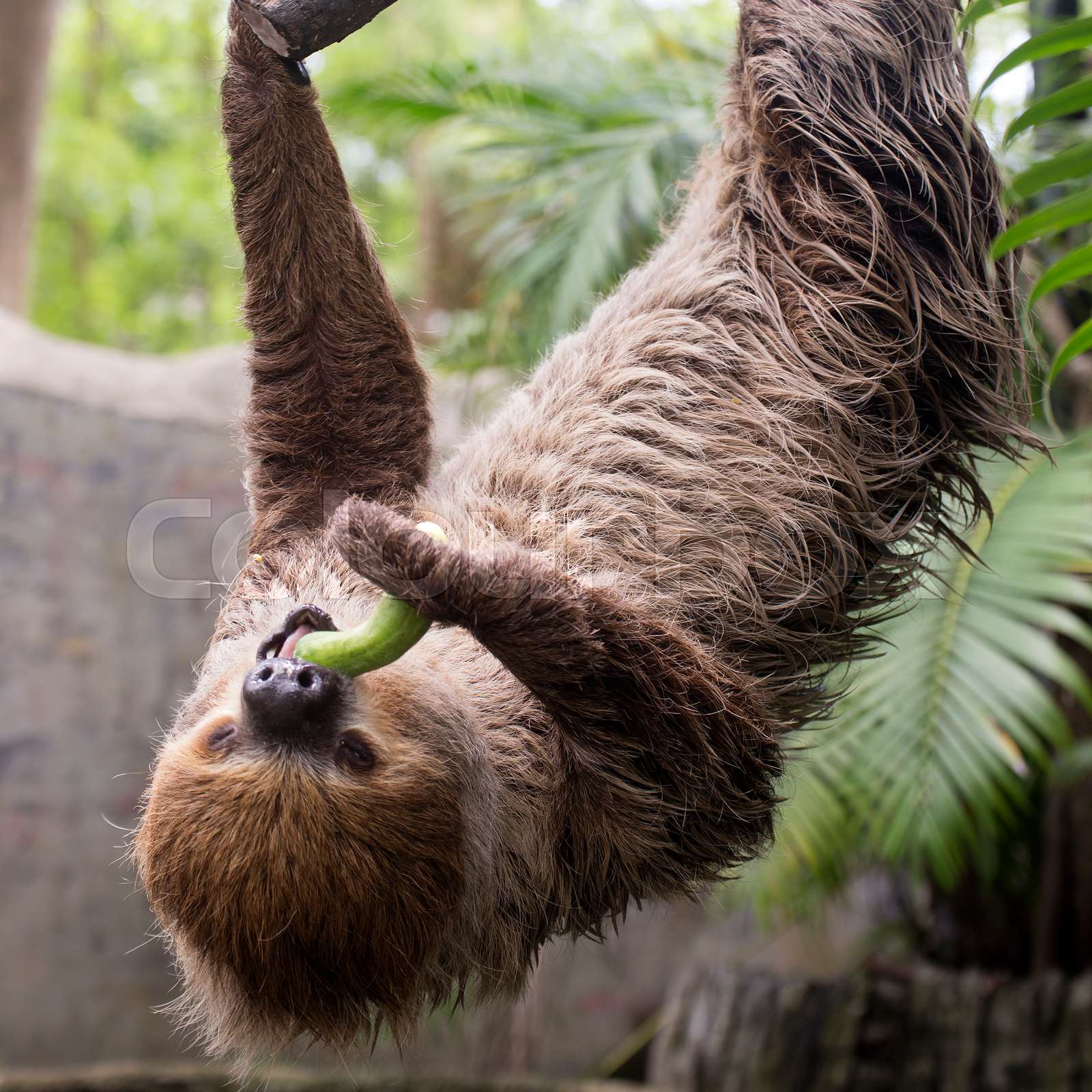 two-toed sloth eating cucumber | Stock image | Colourbox