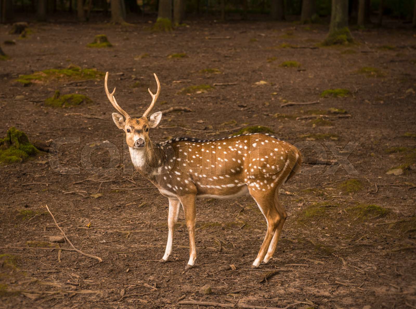 Spotted deer male profile image | Stock image | Colourbox