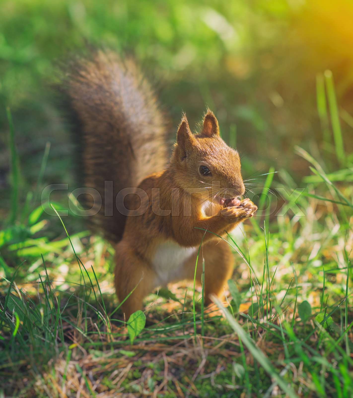 Red squirrel eating hazelnut. Sciurus vulgaris. | Stock image | Colourbox