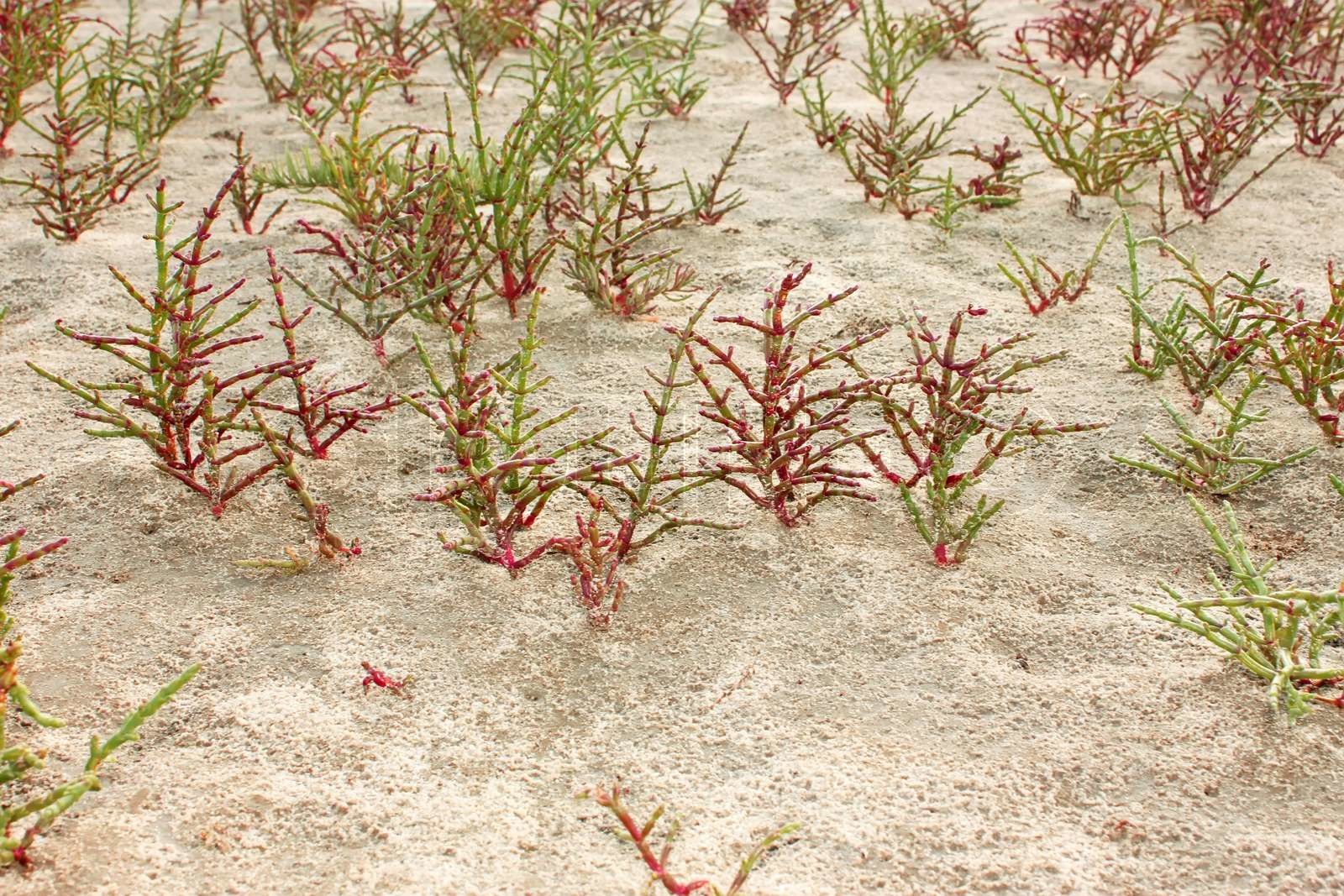 Salsola or saltwort, growing in saline soils. Kinburn Spit near the ...