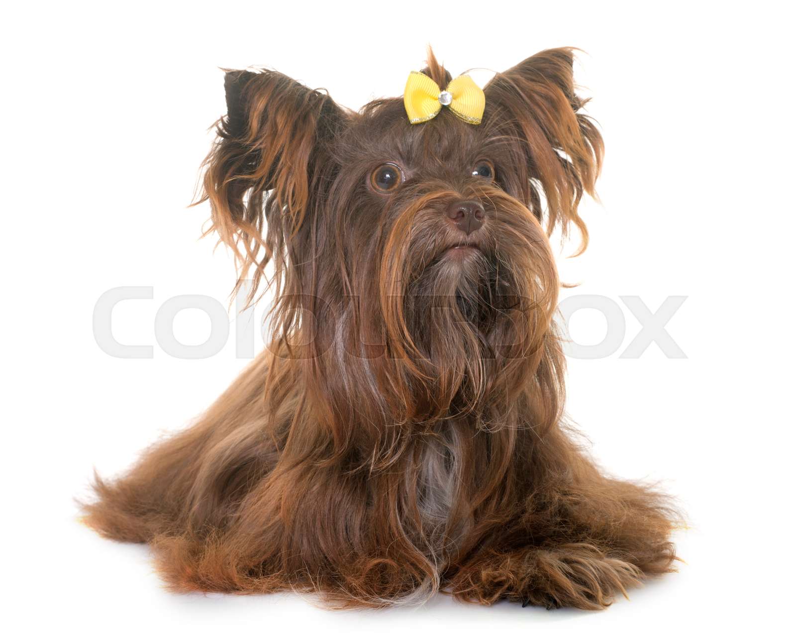 chocolate yorkshire terrier | Stock image | Colourbox