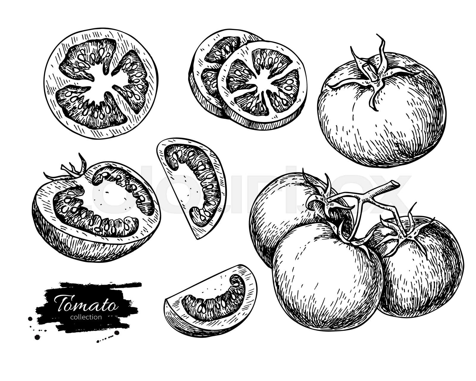 Tomato vector drawing set. Isolated tomato, sliced piece vegetables on ...