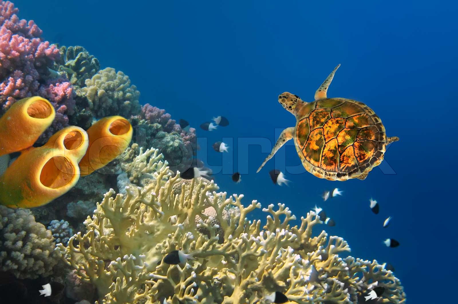 Turtle and Yellow Tube Sponges | Stock image | Colourbox