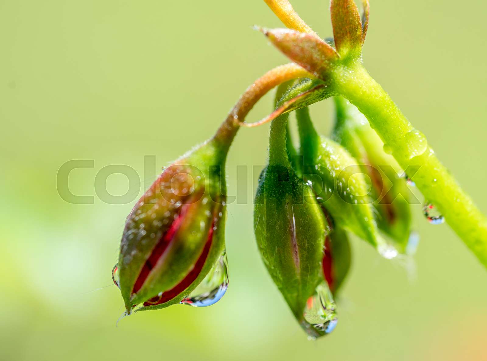 wet flower buds | Stock image | Colourbox
