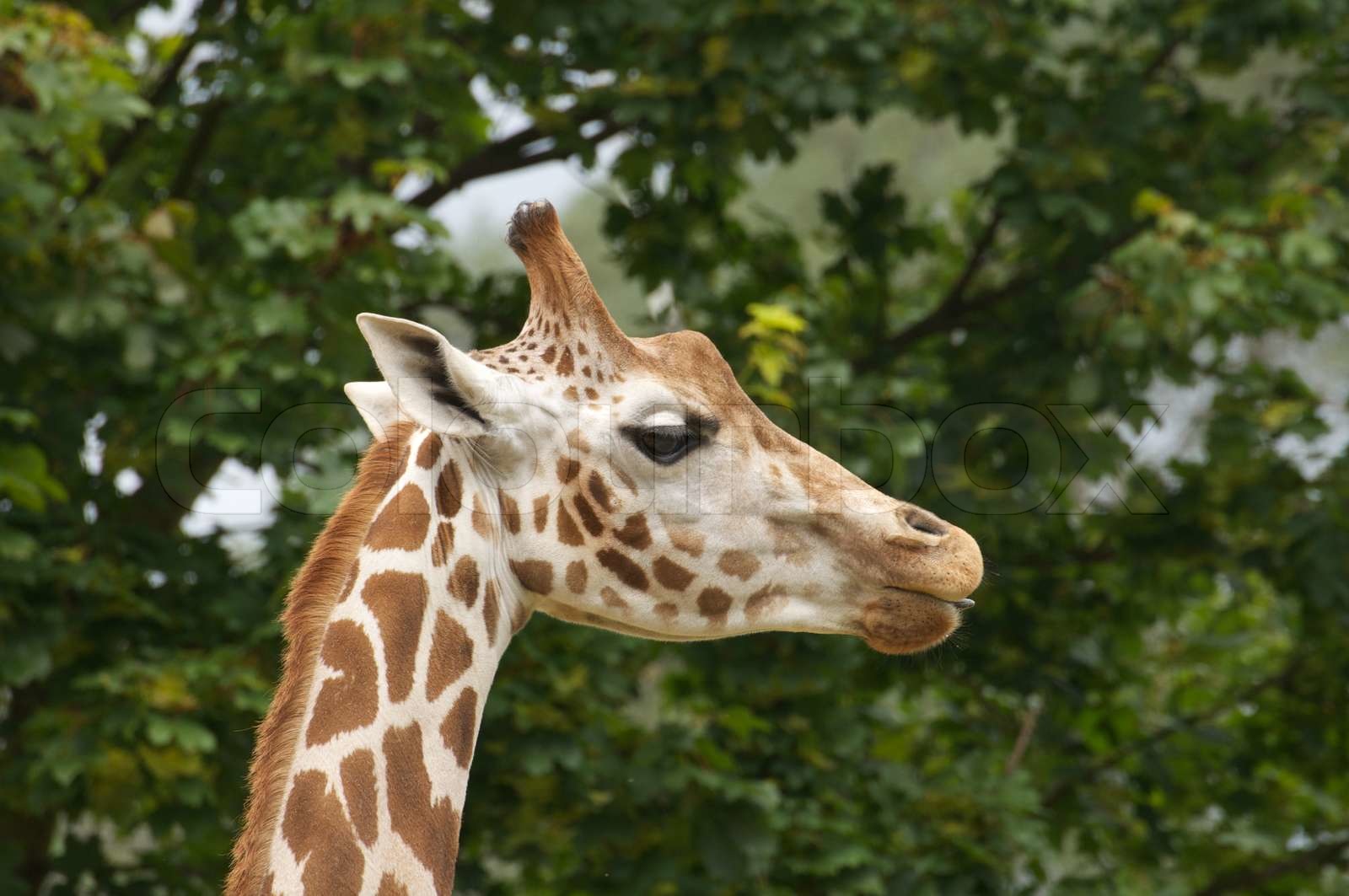 giraf, girafs, close | Stock image | Colourbox