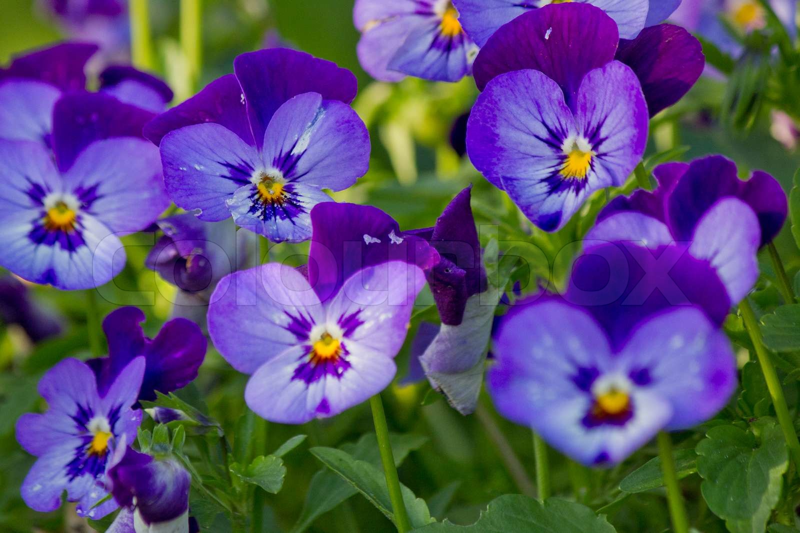 Blumen im Garten | Stock Bild | Colourbox