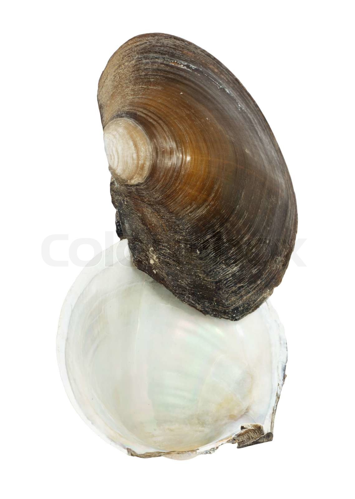River Shell | Stock image | Colourbox